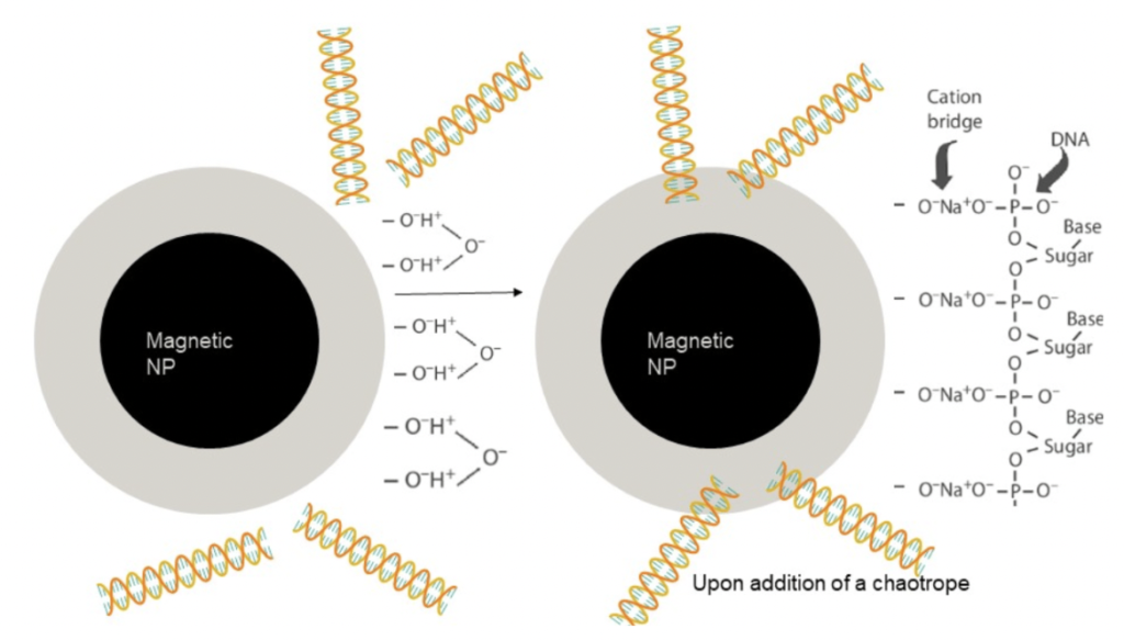 Magnetic Bead-Based Extraction: Revolutionizing High-Throughput Nucleic ...